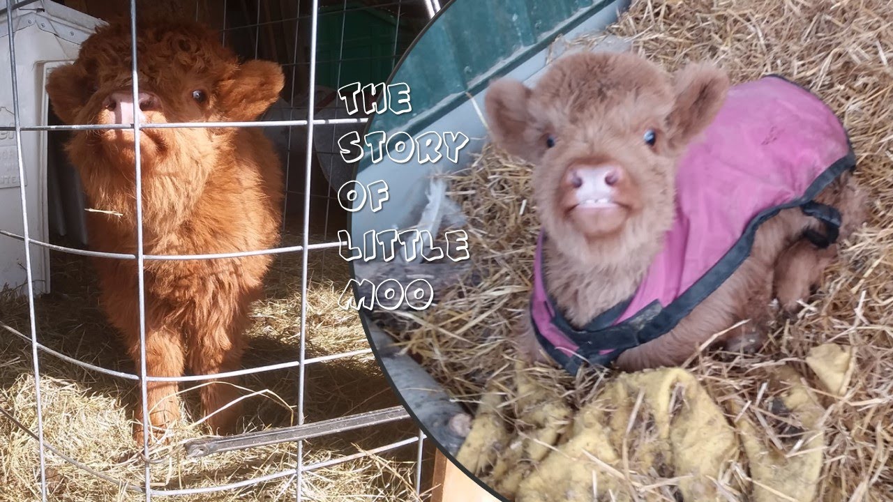 The story of little Moo - YouTube