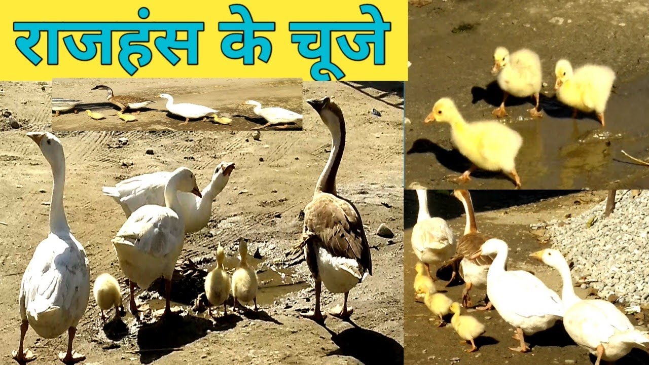 राजहंस के चूजे || Raajhans chicks || Indian swan II Duck farming - YouTube