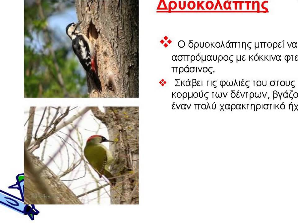 Τα ζώα του Δάσους - YouTube