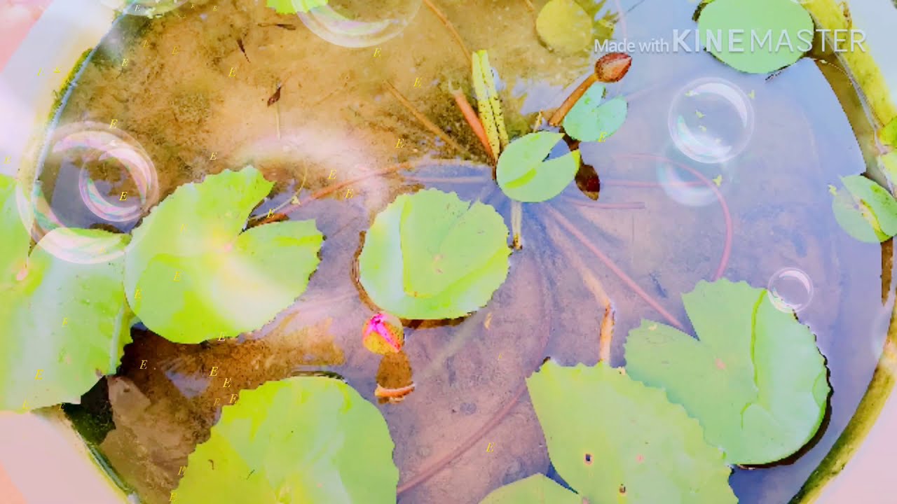 Lily flower - YouTube