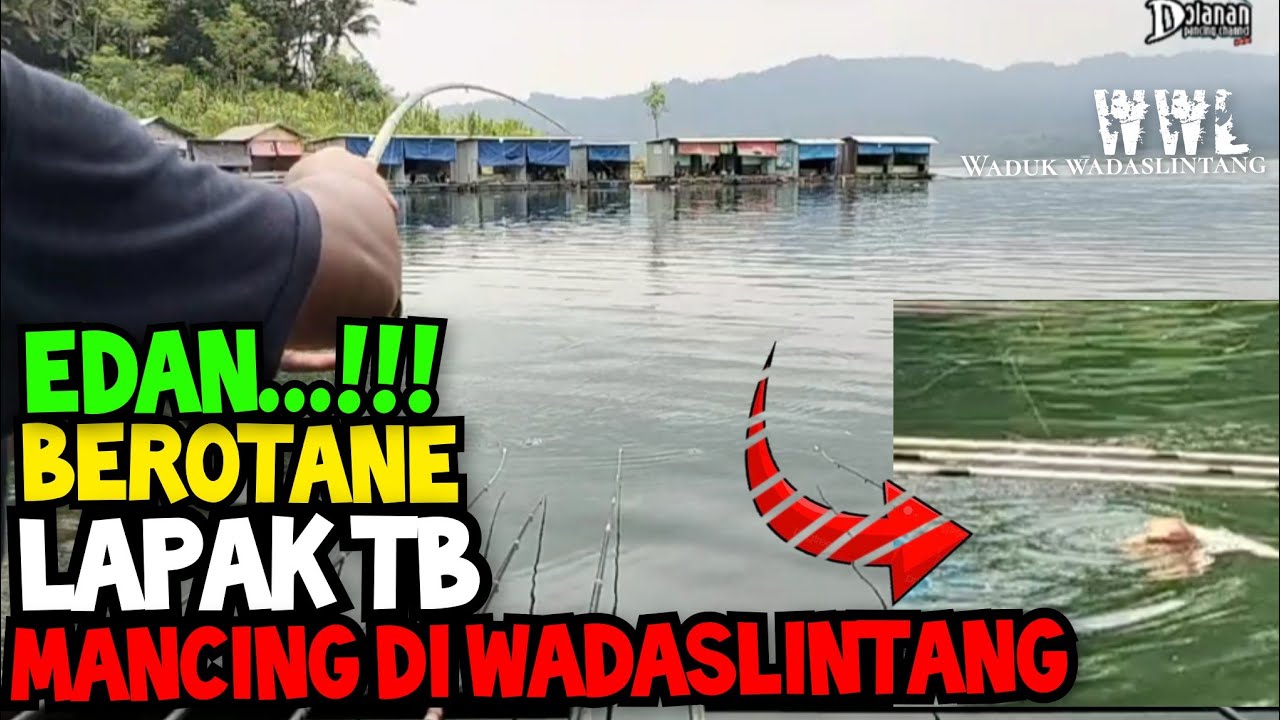 EDAN!!! BEROTANE//MANCING NILA WADASLINTANG LAPAK TB - YouTube