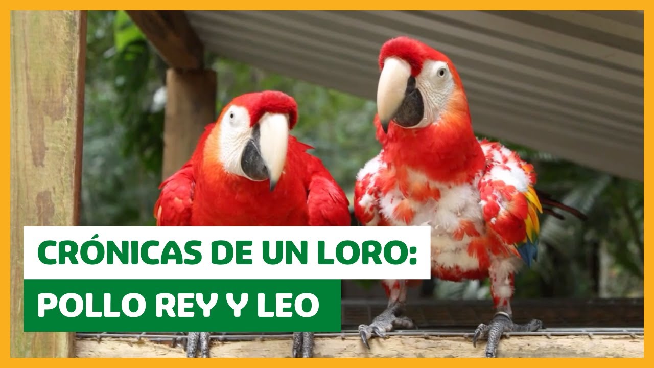 Pollo Rey y Pollo León | Crónicas de un loro: Capítulo 1 - YouTube