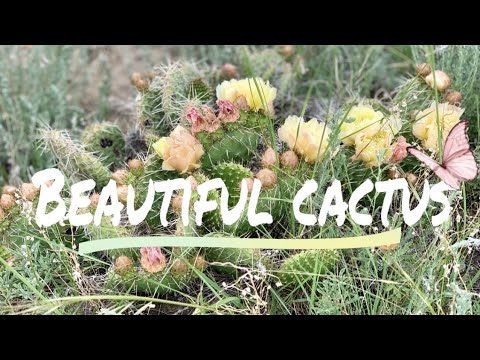 UNLIMITED CACTUS IN DRUMHELLER VALLEY ALBERTA !!! BEAUTIFUL PINCUSHION ...