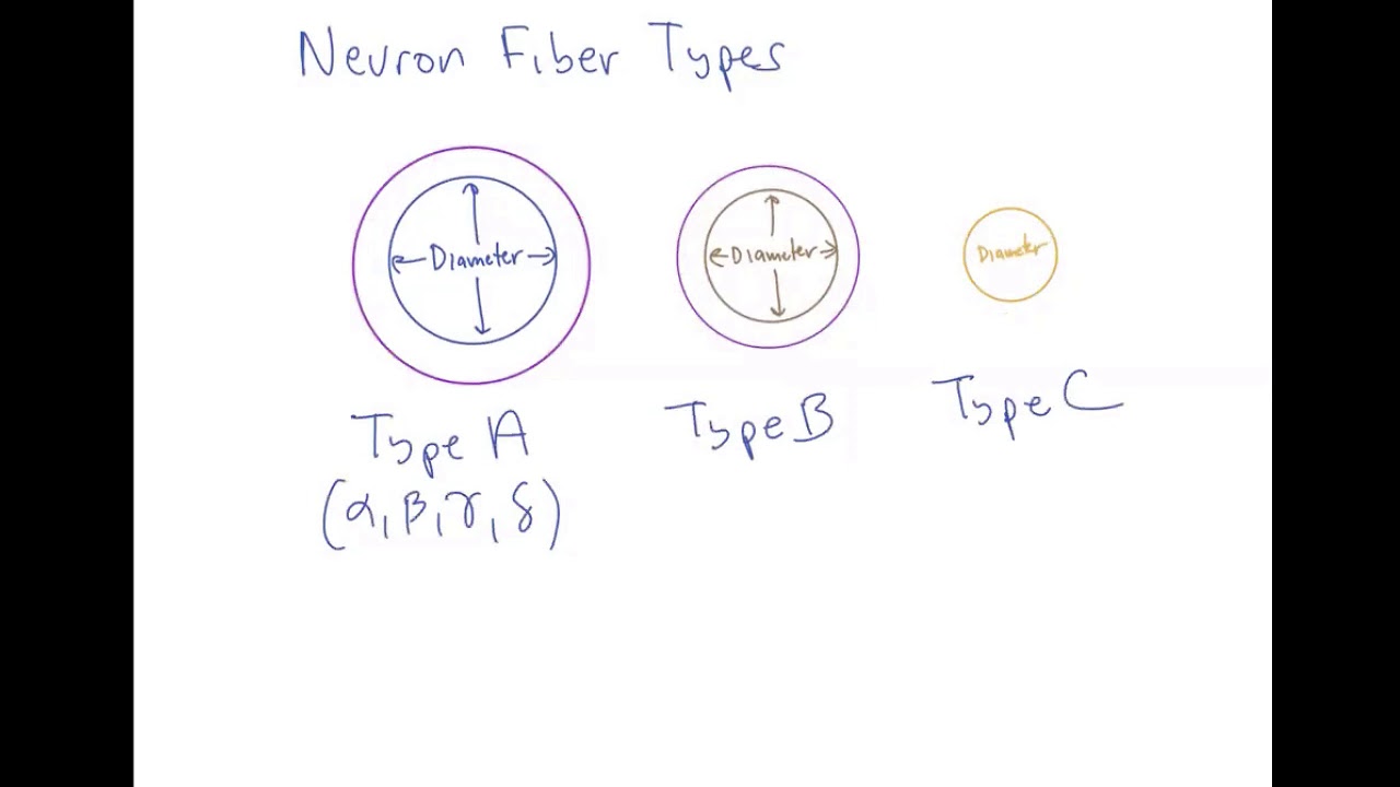 Schneid Guide to Neuron Fiber Types - YouTube