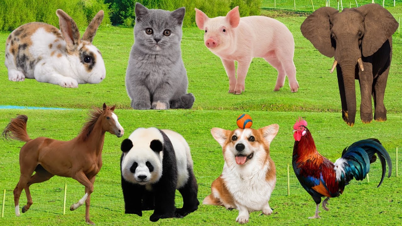Cute Farm Animals: Cow, Horse, Rabbit, Chicken, Duck, Cat, Capybara ...