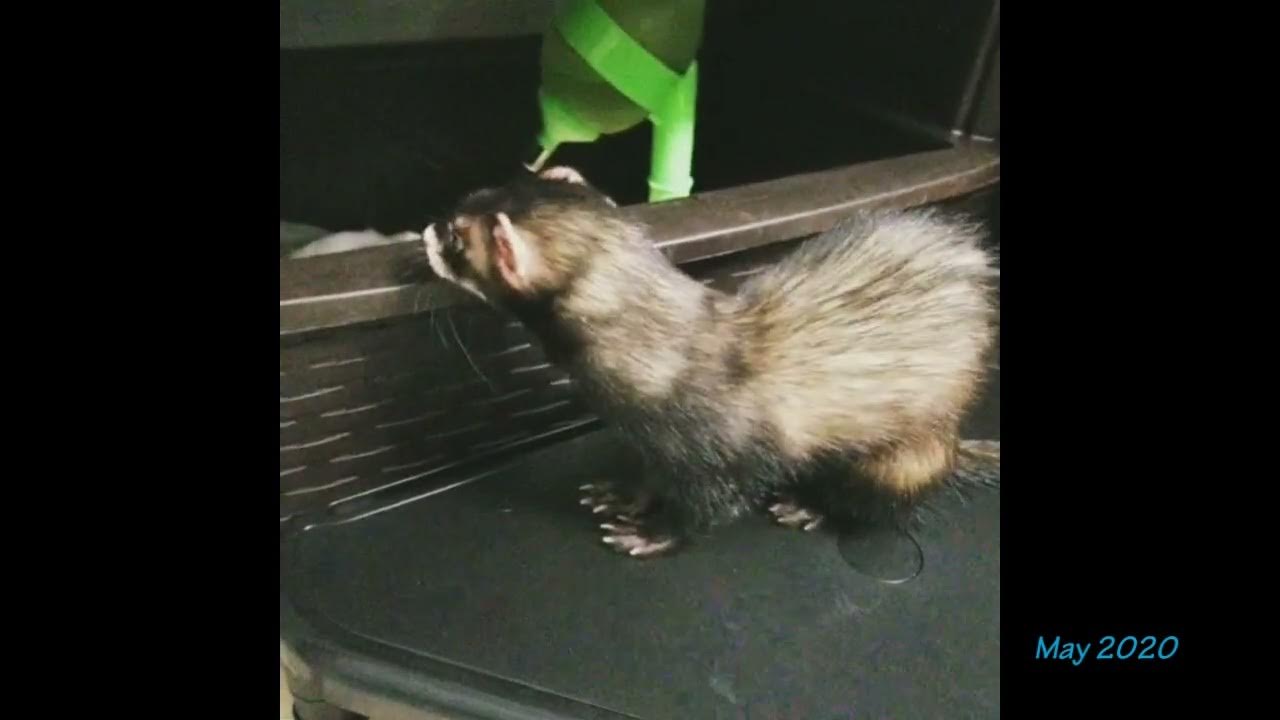 Do you wanna play? (Ferret Clips 377) - YouTube
