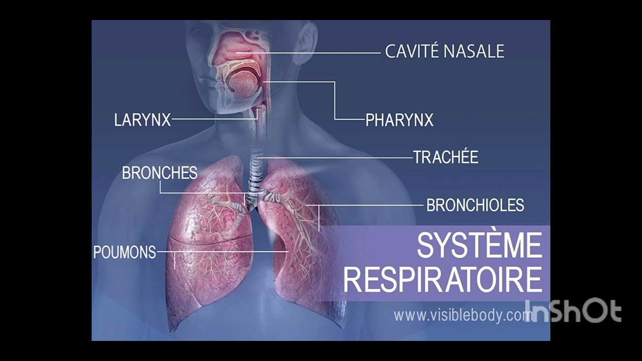 🦋le système respiratoire🦋 - YouTube