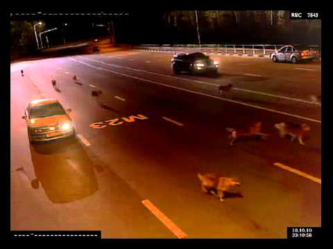 Police officer attacked by a pack of wolves NOT FAKE - YouTube