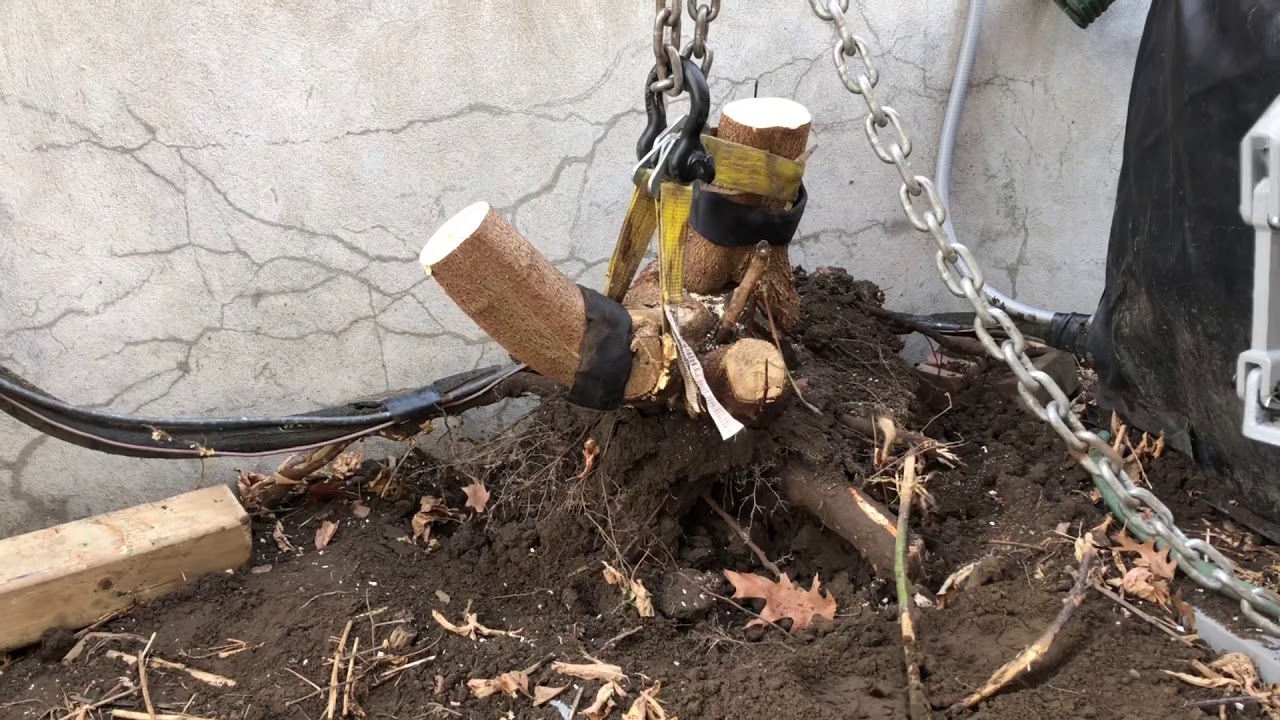 Mechanical root removal by foundation - YouTube