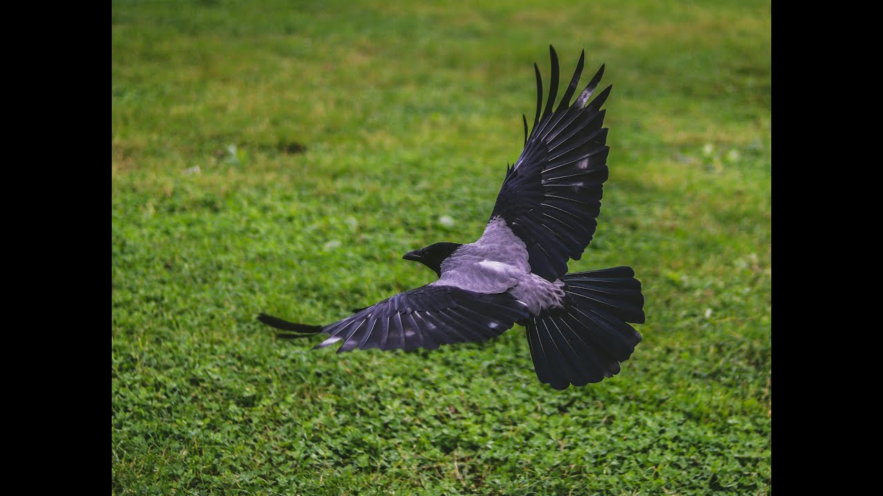 BLACK CROW ATTACK | AMAZING CROW FLIGHT | INTELLIGENT CROW | CROW VOICE ...