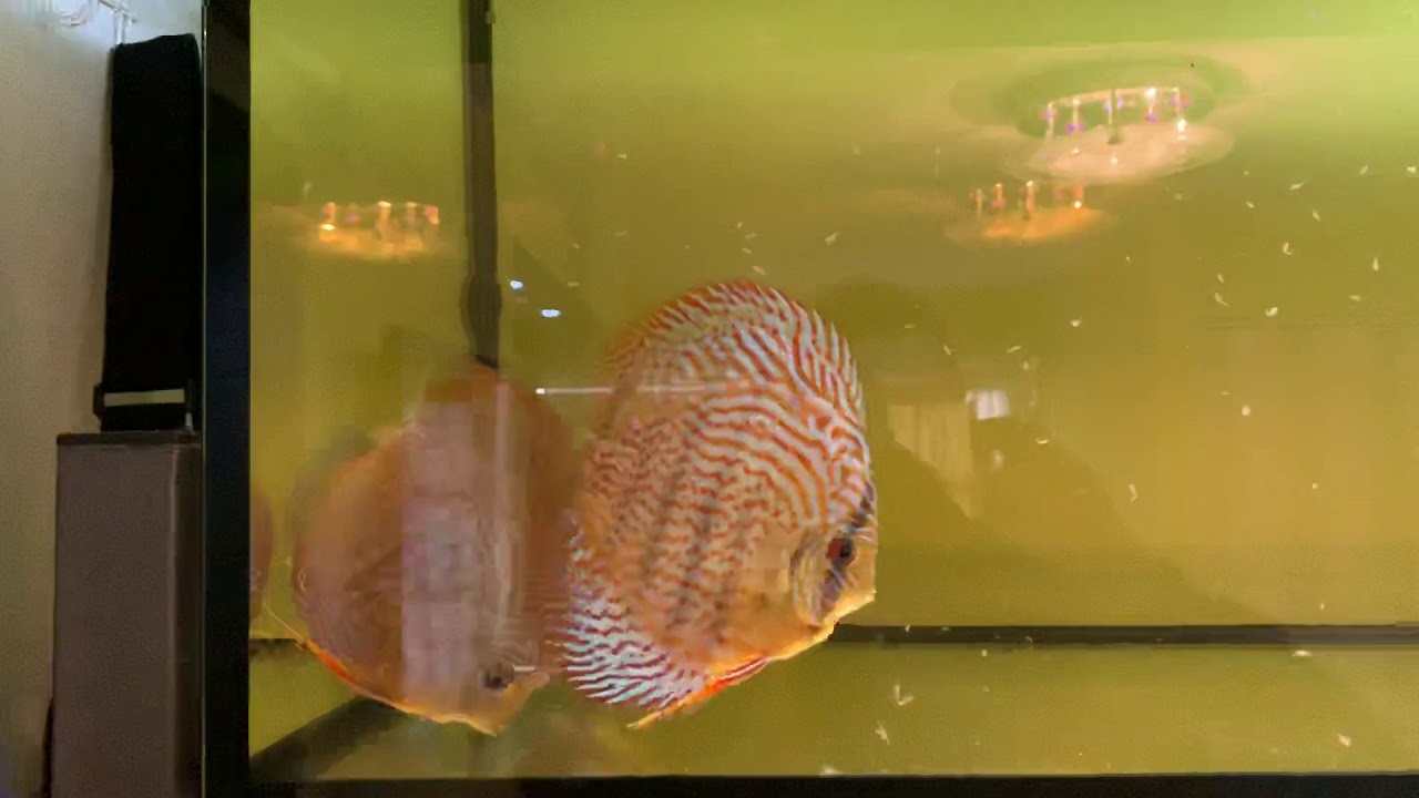 Feeding discus fish - YouTube