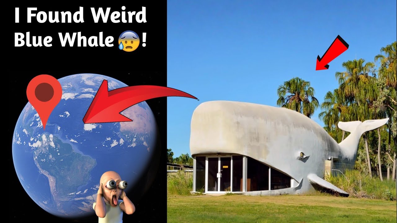 🐳 I Found Weird Giant Blue Whale In Real Life On Google Earth and ...