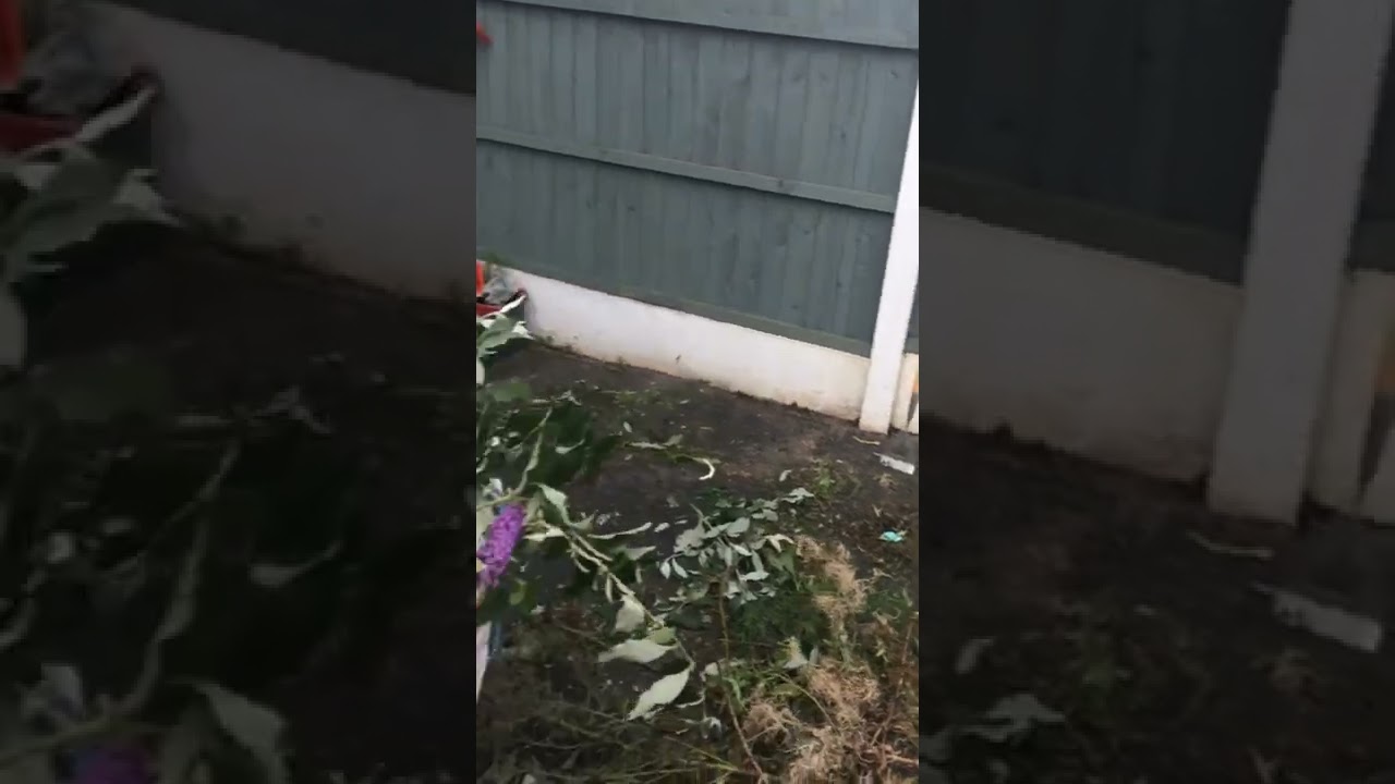 Overgrown garden tidy up removing weeds, brambles and butterfly bushes ...