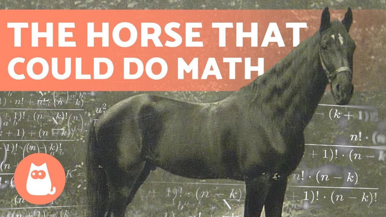 (CLEVER HANS) 🐴 The HORSE That Learned MATHEMATICS - YouTube