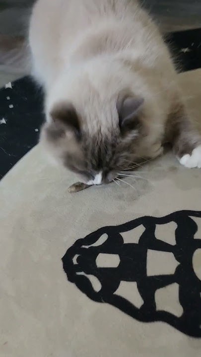cat goes crazy over catnip toy - YouTube