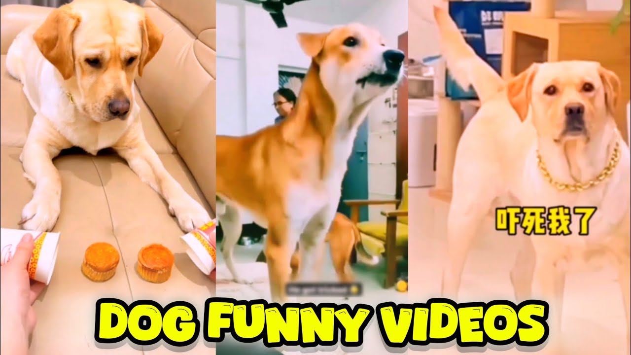 Funny Dog Videos | Funny Animal Videos 2024 | Dog Funny Videos | dog ...