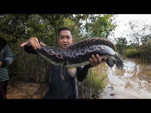 MISI SELAMA 7 HARI 6 MALAM MENCARI MONSTER TOMAN DAN PANEN IKAN BAUNG DI RAWA DALAM !!