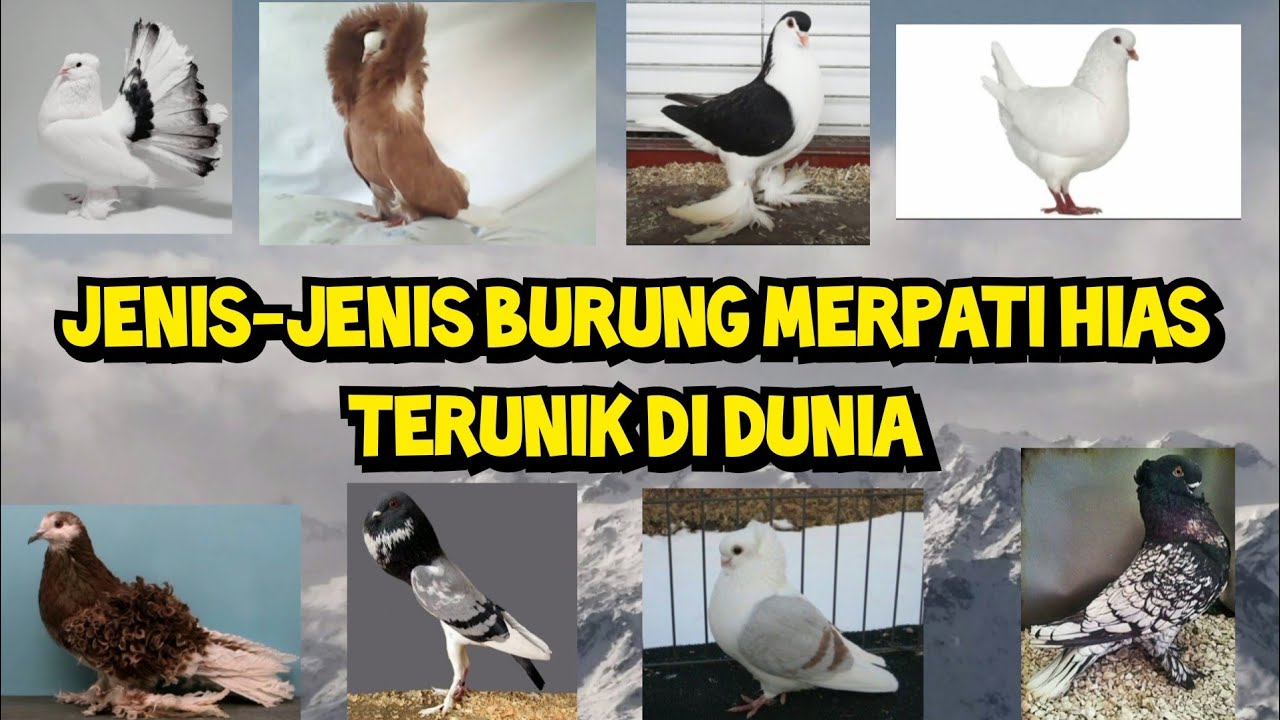Jenis-jenis Burung Merpati Hias || Part 1 - YouTube