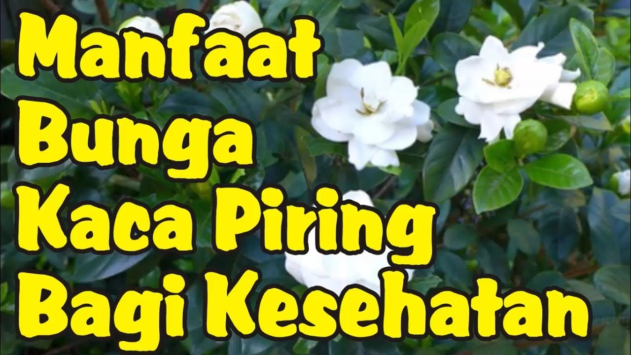 Manfaat Bunga Kaca Piring Bagi Kesehatan - YouTube