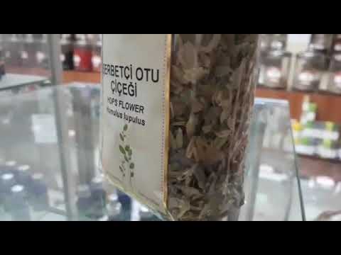 Humulus Lupus - Şerbetçi Otunun Uykusuzluk Üzerindeki Etkisi