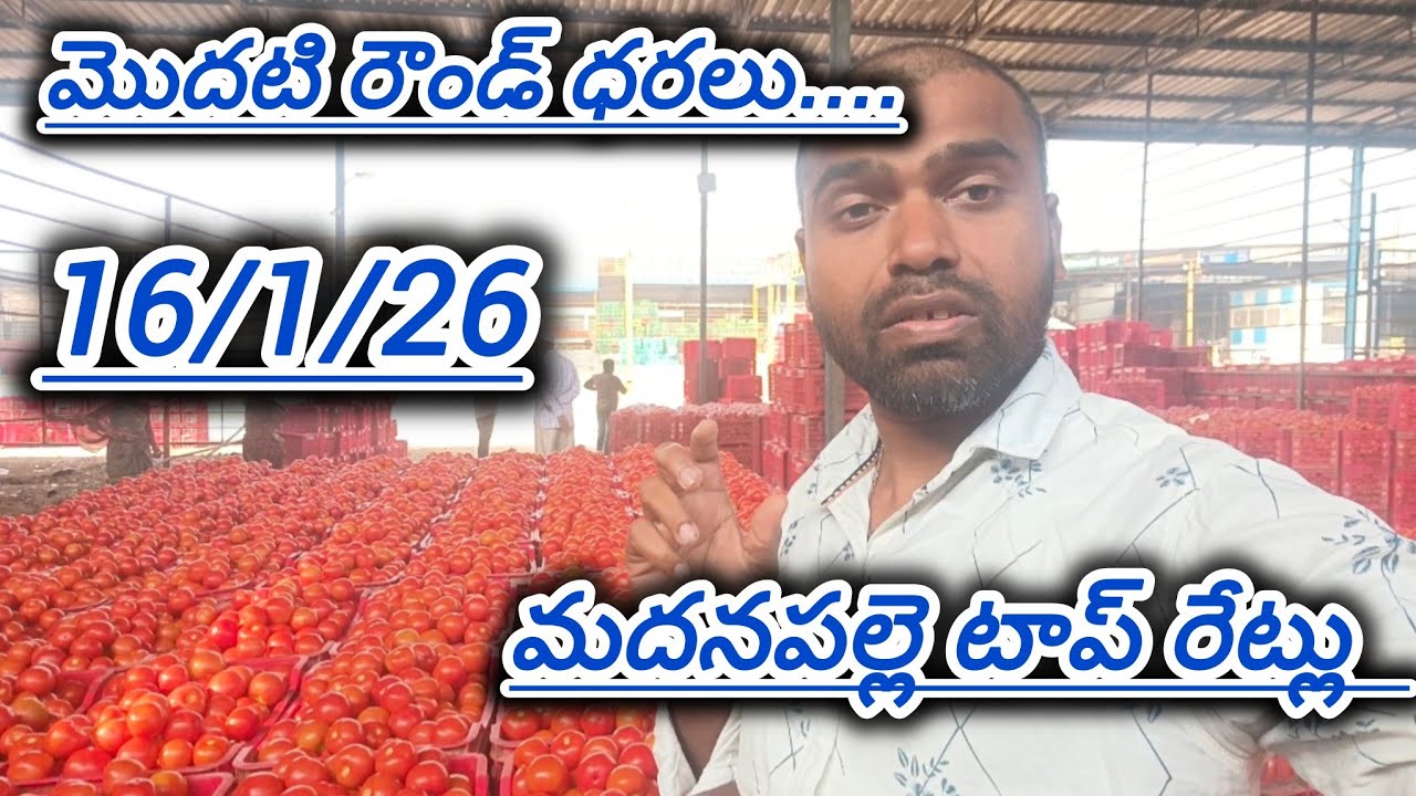 16/1/26 Madanapalle Tomato market price today 🍅 మదనపల్లె ధరలు # ...