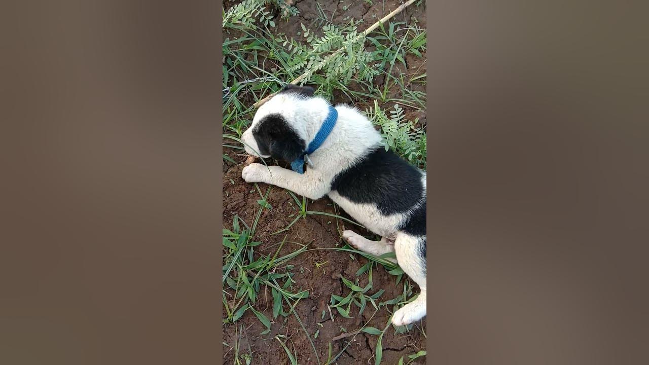 Puppy Eat Grass YouTube puppy-eat-grass-youtube