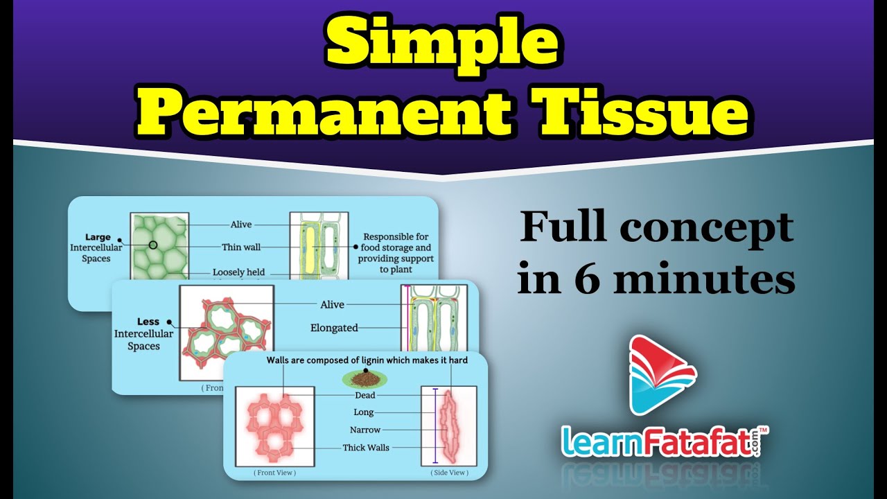 Class 9 Science Tissues - Simple Permanent Tissue - LearnFatafat - YouTube