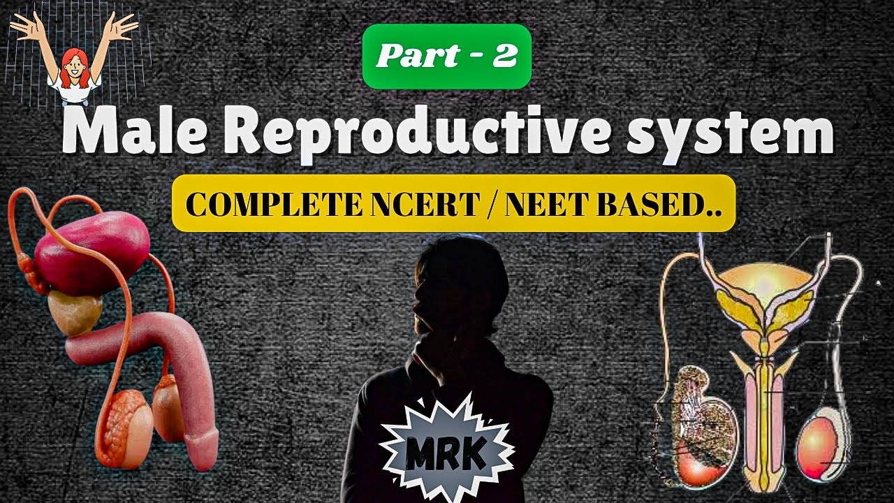 Male Reproductive System Complete Revised | Guarantee Complete NCERT ...