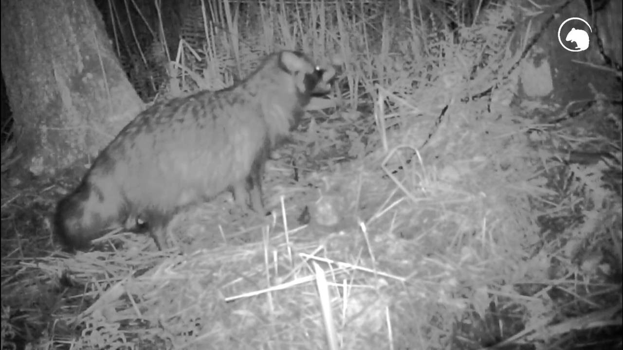 Jenot azjatycki (Nyctereutes procyonoides) / raccoon dog - YouTube