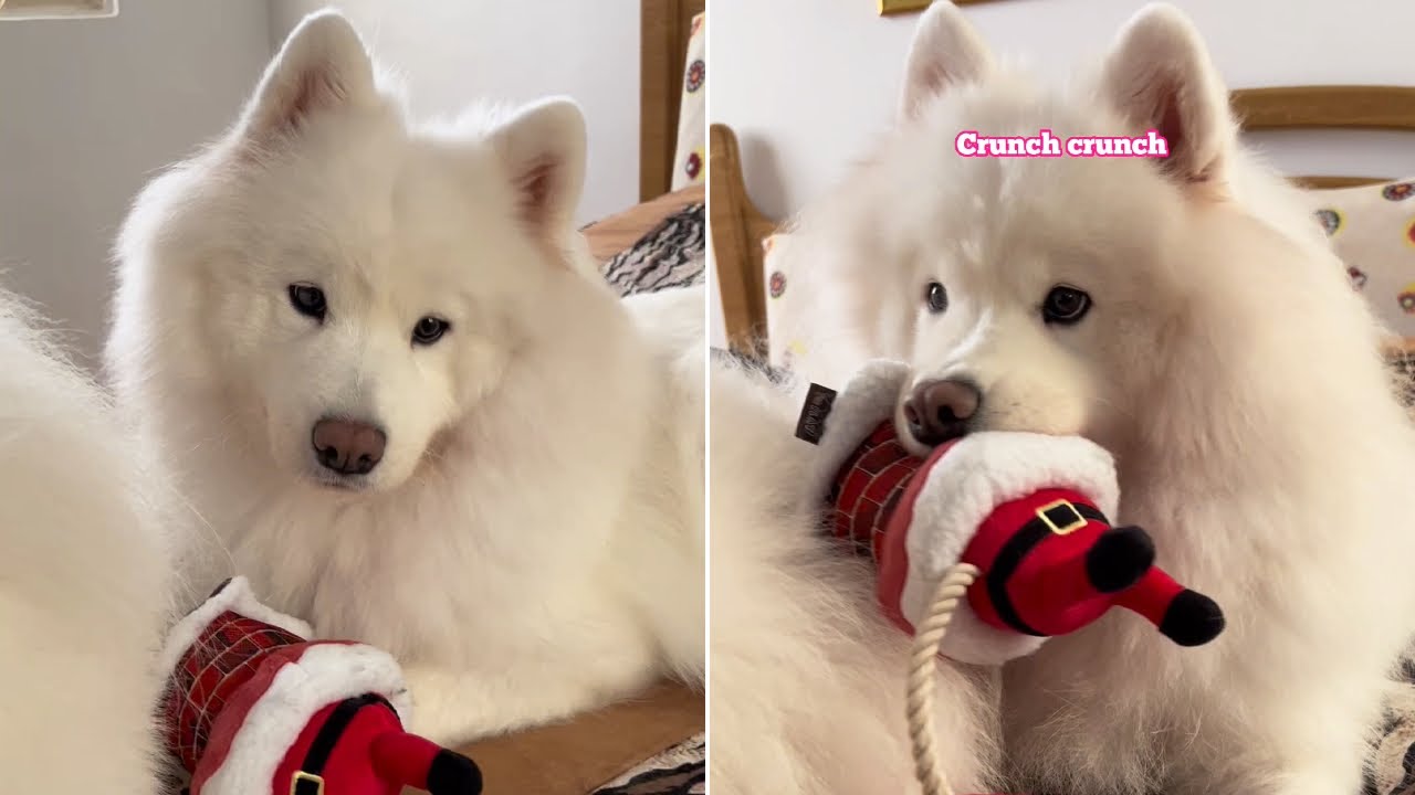 Samoyed is still having fun playing with her Christmas toy - YouTube
