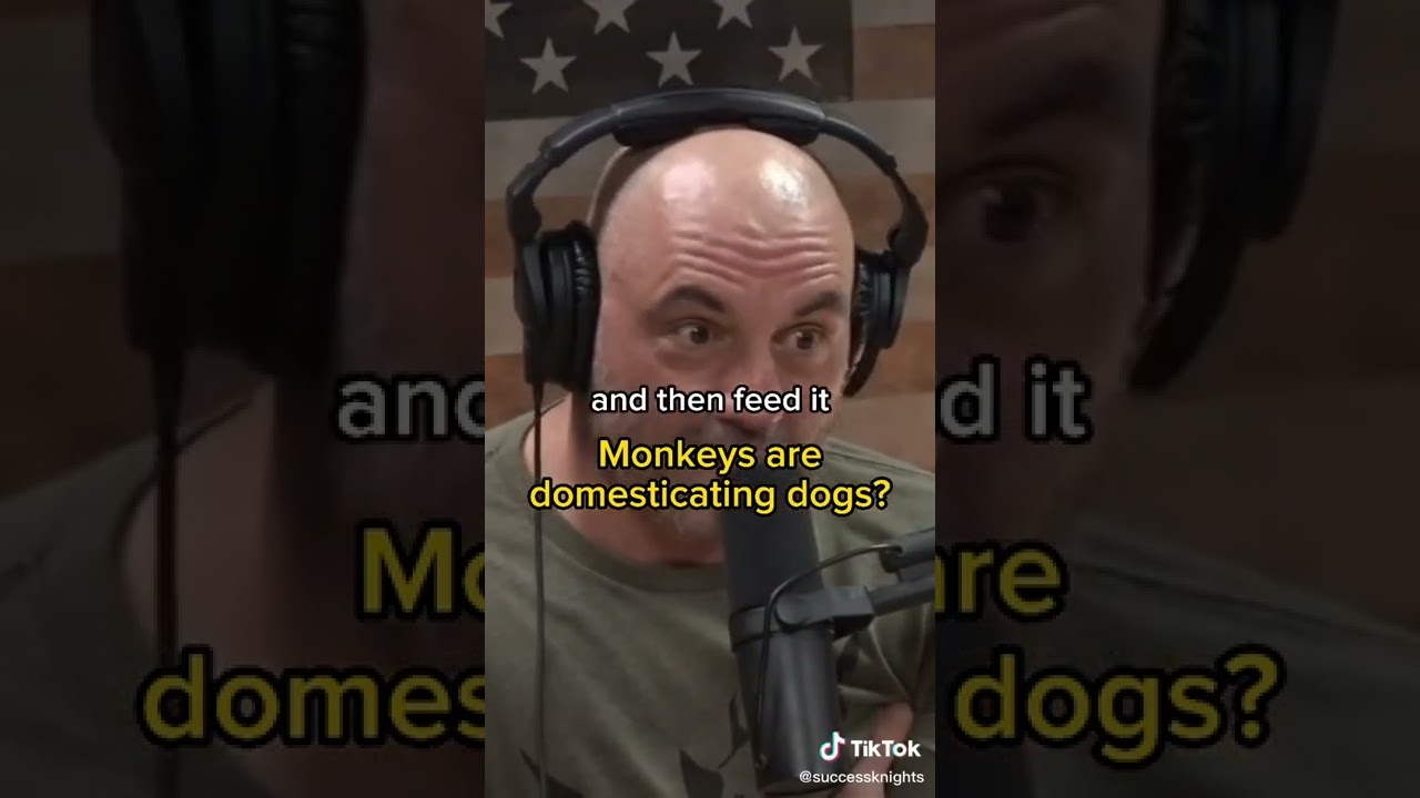 Joe Rogan talks about monkeys domesticating dogs #joerogan #podcast ...