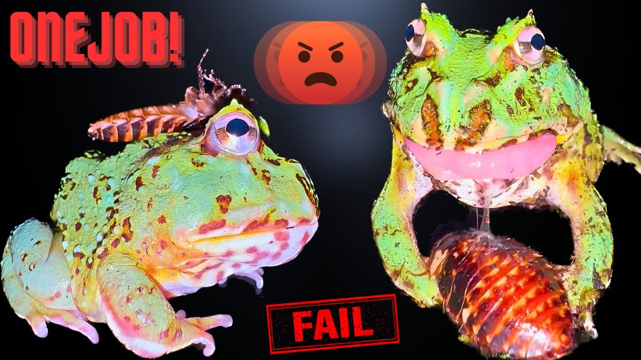 This Frog was Born WITHOUT A BRAIN!!! - YouTube