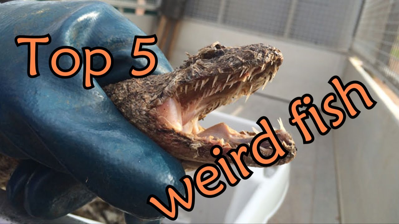 5 fish discover after japan tsunami - YouTube