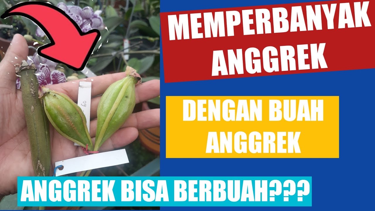 AGAR BUNGA ANGGREK BULAN DAN ANGGREK DENDROBIUM BERBUAH | CARA MENANAM ...
