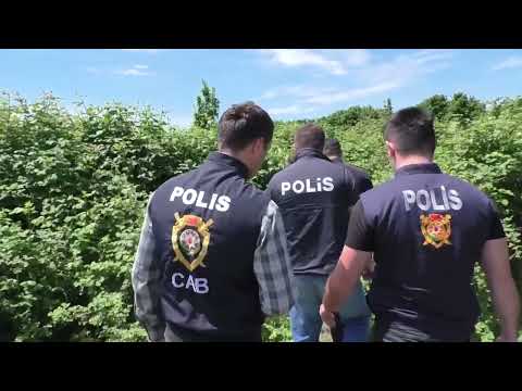 Balakəndə narkotik plantasiyası aşkarlanıb