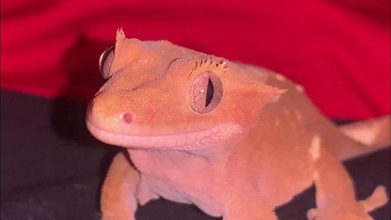 Cute gecko - YouTube