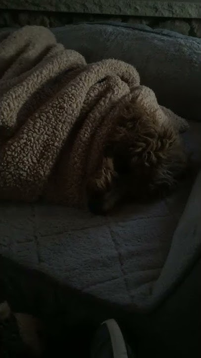 Bailey the dog - YouTube