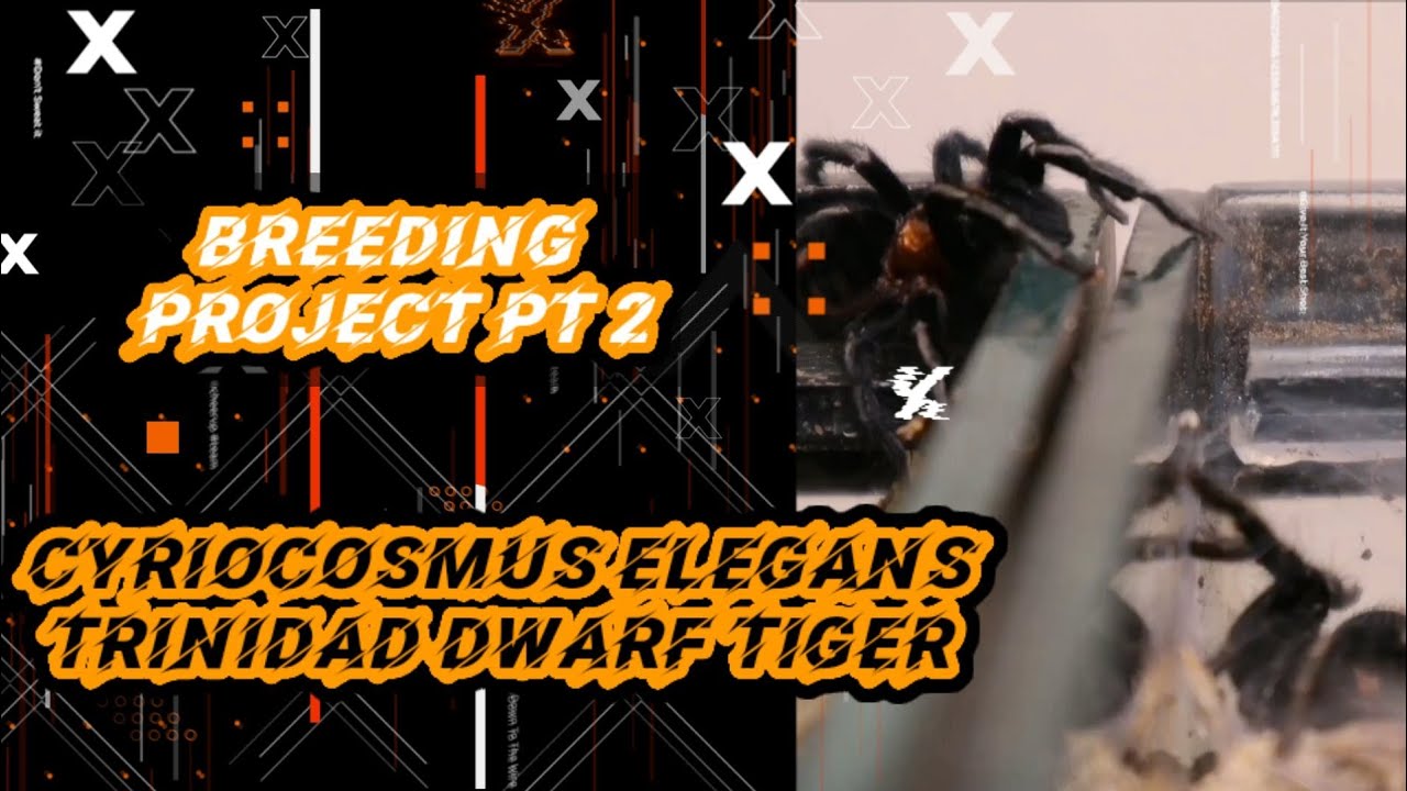 Cyriocosmus elegans - Trinidad dwarf tiger breeding project - YouTube