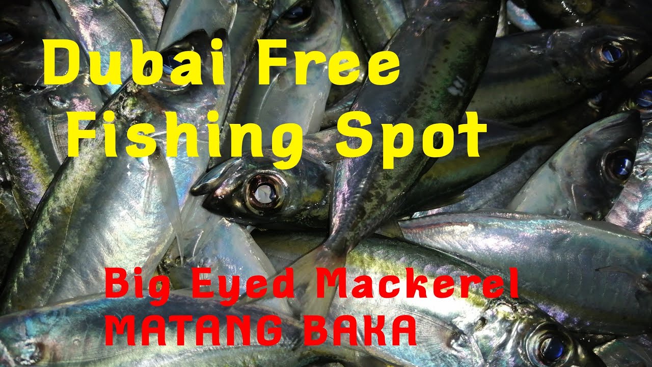 Dubai Free Fishing Spot for Big Eyed Mackerel or Matang baka - YouTube