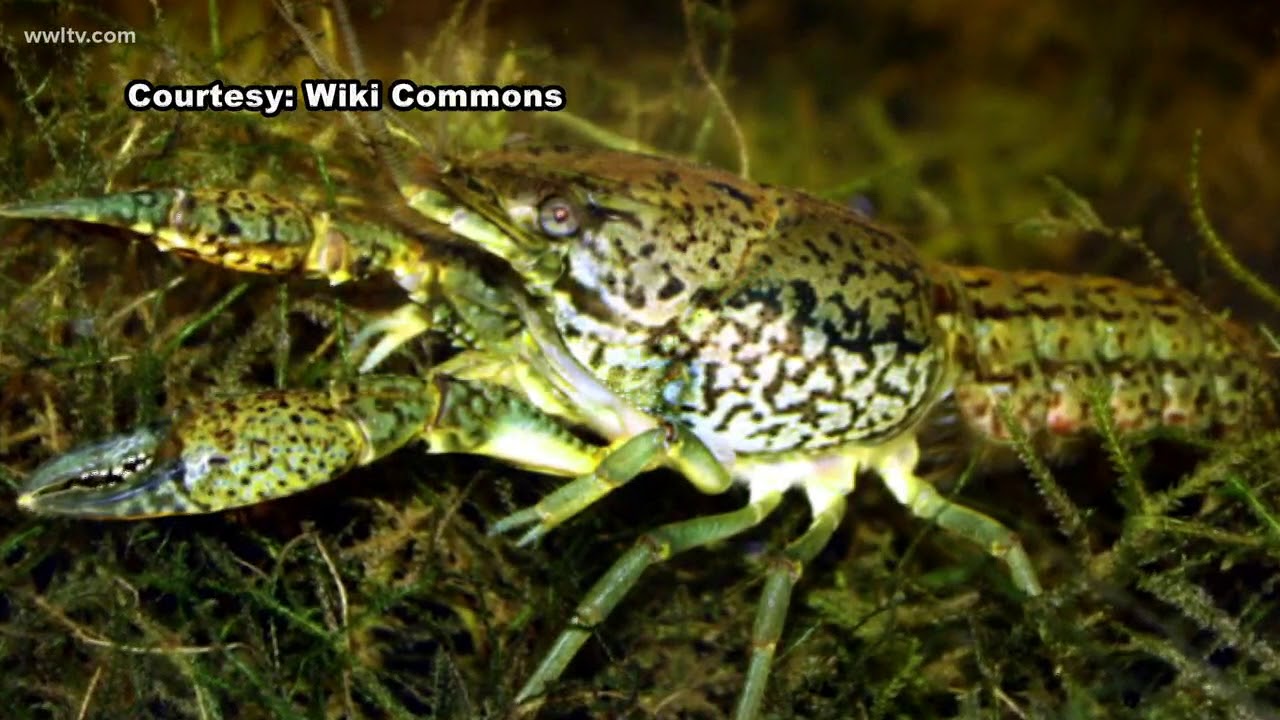 This self-cloning crawfish is invading Europe, report says - YouTube