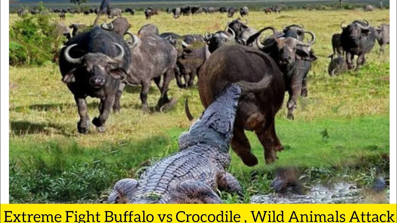 Powerful Buffalo Pulls Crocodile Out of Water |animals | Predator ...