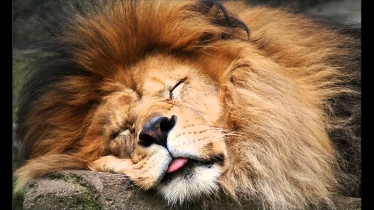 Lwie serce - YouTube