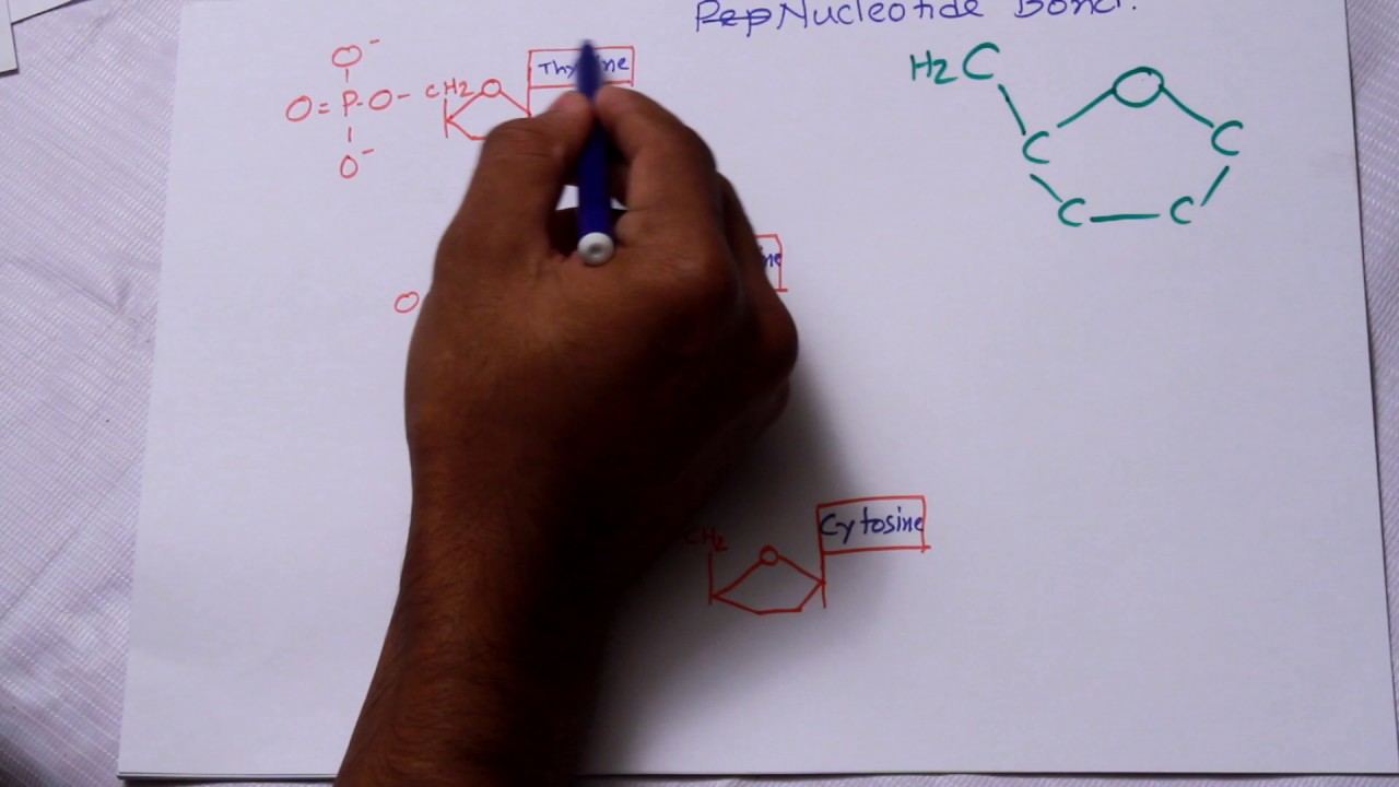 Biochemistry: Introduction to genetics (part-1) - YouTube