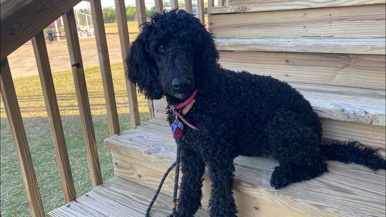 Training My Standard Poodle: Episode 12: How to teach “drop it ...