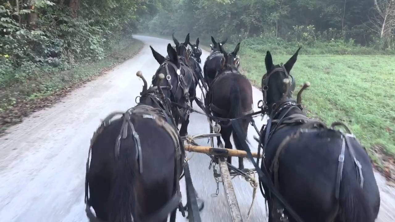 6 mule Hitch. Ride and drive. For sale. Must see - YouTube