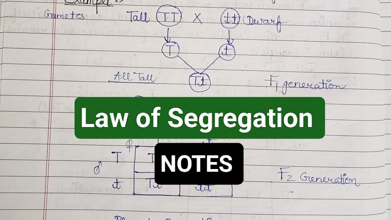 Law of Segregation / Example / Mendelian laws #easynotes #msc #biology ...