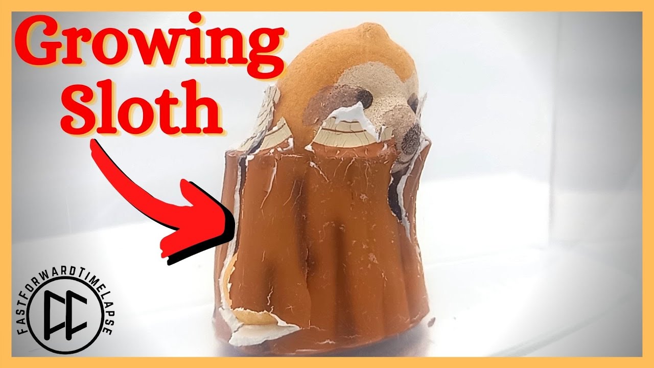 Growing Toy Sloth Animal || Time lapse - YouTube