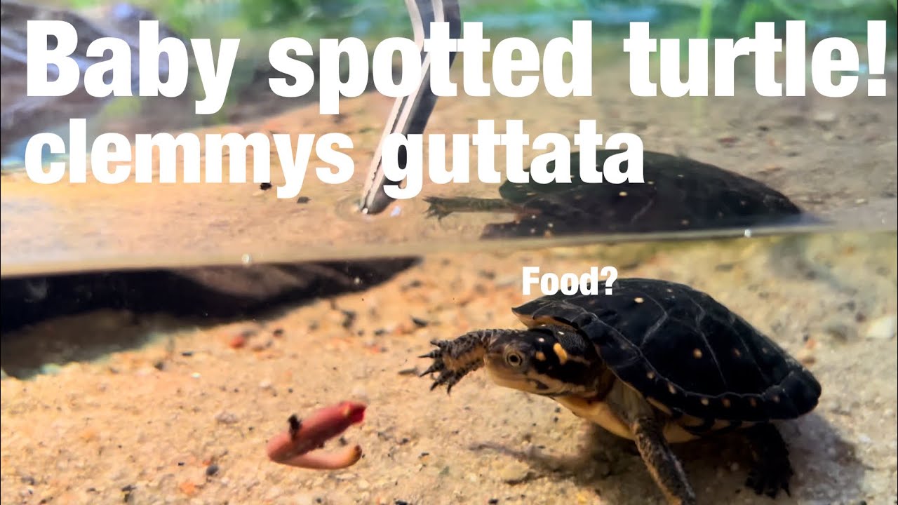 Cute baby spotted turtle eating a big worm 🐢🪱 (clemmys guttata) # ...