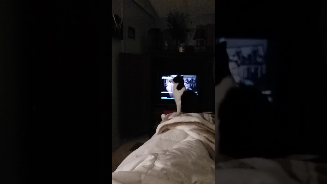 Cat See s SOMETHING That Isn t There YouTube cat-see-s-something-that-isn-t-there-youtube