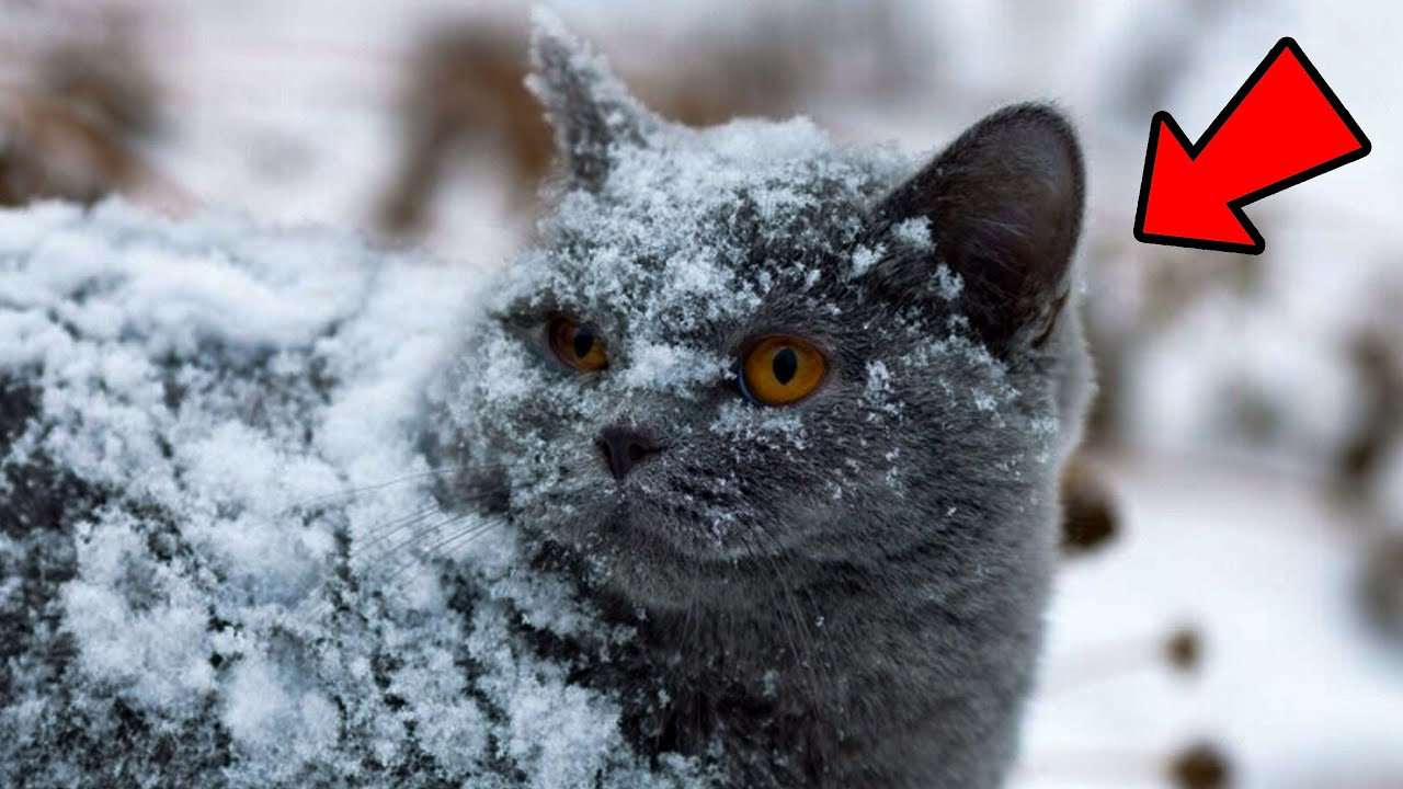 The Chilly Stray Cat Pleaded to Go Inside. Man Allows It In, Unaware of ...